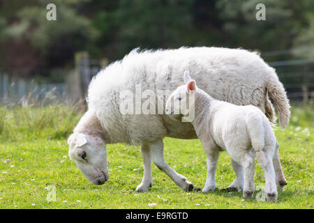 A female sheep – a ewe – with her lamb Stock Photo - Alamy