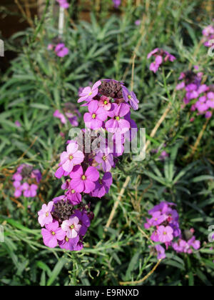 An image of a garden flower erysimum - Bowles Mauve Stock Photo - Alamy