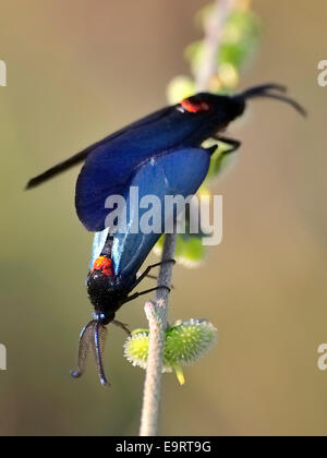 Forester Moths (Procridinae Stock Photo - Alamy