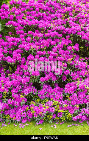 Invasive rhododendrons Rhododendron ponticum spreading on Isle of Mull ...