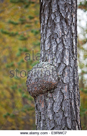 Burl on tree Stock Photo: 38767432 - Alamy