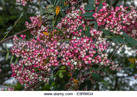 sorbus hupehensis pink pagoda pink berries mountain ash ashes rowan ...