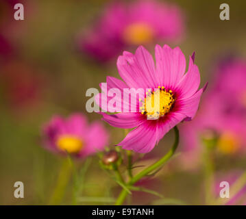 A closeup of a pretty yellow Cosmos flower with blurred background ...