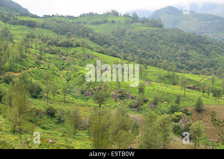 A view of Munnar's Landscape Stock Photo - Alamy