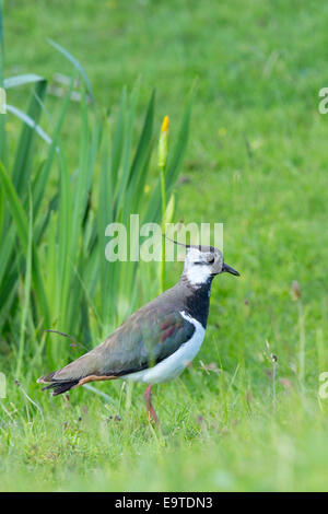 The northern lapwing, also known as the peewit or pewit, tuit or tew-it ...
