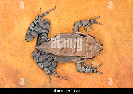 Smokey Jungle Frog on a leaf in the Amazon rainforest, Peru Stock Photo ...