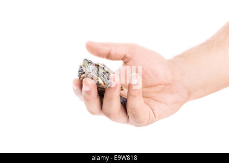 Little turtle on human palm. Close up of small land newborn turtle ...