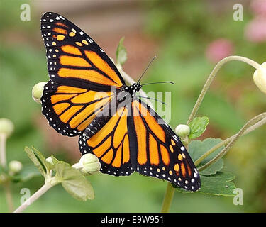 The Monarch Butterfly, a symbol of migratory resilience, is captured in ...