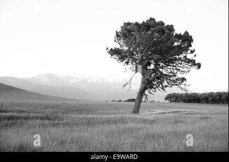 A lone windswept tree in the South East landscape England UK Stock ...