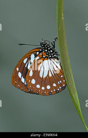 Queen Of Forest Stock Photo - Alamy