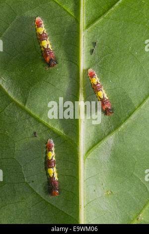 three blue morpho Stock Photo - Alamy