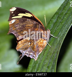 Consul fabius, the tiger leafwing, orange black butterfly in the ...