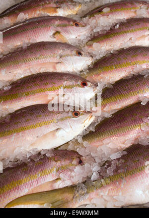 Raw yellow striped-red mullet (Turkish: Barbun) on the fish counter ...