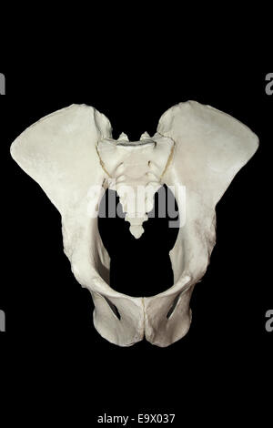 Model of a Female primate Stock Photo - Alamy