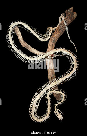 Burmese python (Python molurus bivittatus), portrait Stock Photo - Alamy
