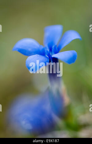 Spring Gentian (Gentiana verna) flower Stock Photo - Alamy