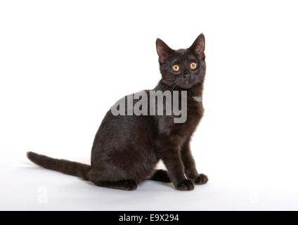 6 month old Kitten UK Stock Photo - Alamy