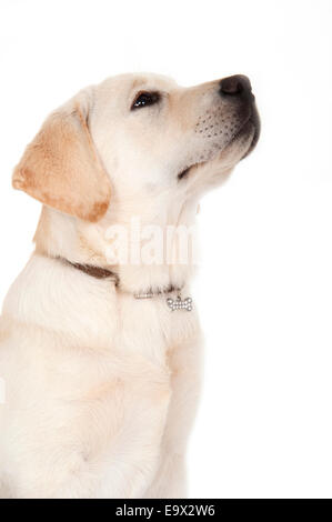 Labrador puppy 3 months old in studio UK Stock Photo - Alamy