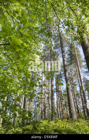 Torbreck Forest in Inverness-Shire, Scotland Stock Photo - Alamy