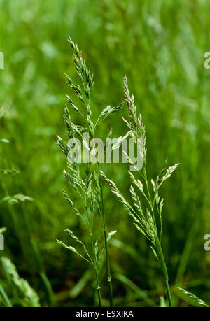 bluegrass (poa pratensis Stock Photo - Alamy