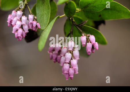 greenleaf manzanita (Arctostaphylos patula Stock Photo - Alamy