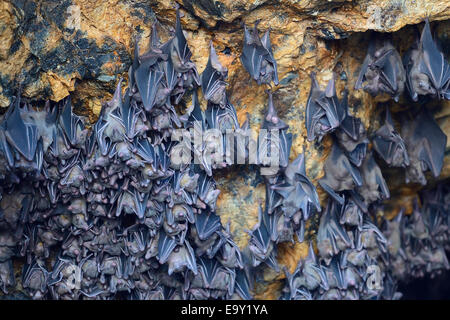 Hundreds of bats in a cave above the altar, Temple of the Bats or Goa ...