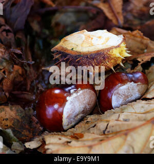 freshly fallen chestnuts(Aesculus hippocastanum) and some shells on a ...