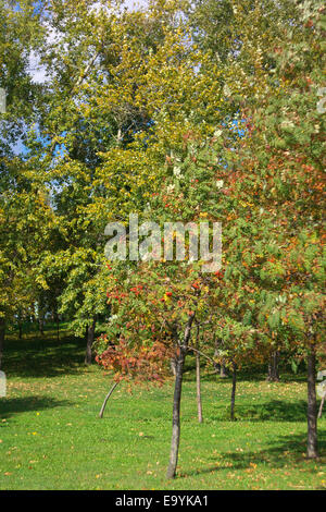 ashberry at dry sunny day Stock Photo - Alamy