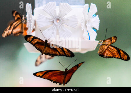 butterflies in Mangal das Garças, Belém, Pará, Brazil Stock Photo - Alamy