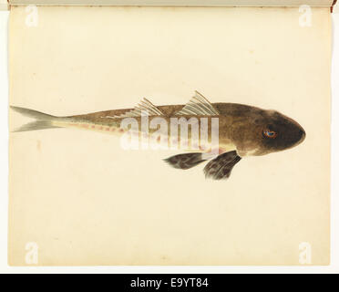 A watercolor painting by William Buelow Gould depicting garfish, a ...