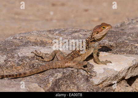 Starred Agama Lizard Stock Photo - Alamy