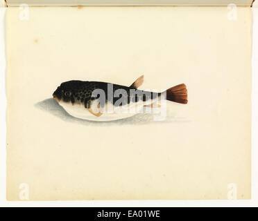A watercolor painting by William Buelow Gould of a flathead fish ...