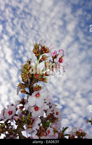 Almond tree blooming on spring Stock Photo - Alamy