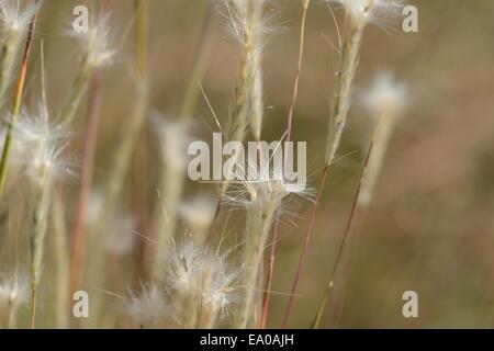 Prairie Grass, Splitbeard bluestem Stock Photo - Alamy
