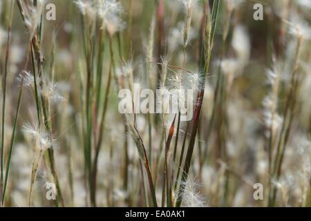 Prairie Grass, Splitbeard bluestem Stock Photo - Alamy
