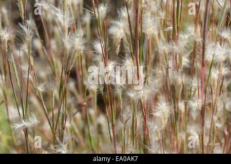 Prairie Grass, Splitbeard bluestem Stock Photo - Alamy
