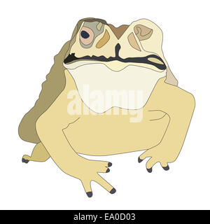 toad isolated on white background 3d illustration Stock Photo - Alamy
