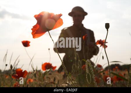 WW1 soldier in poppy field Stock Photo - Alamy