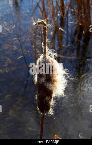 Typha latifolia seed head, Finland Stock Photo - Alamy