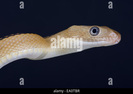 Trans-Pecos Rat Snake Bogertophis subocularis Big Bend National Park ...