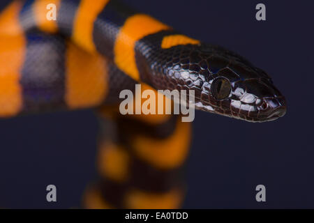 Bismarck ringed python (Bothrochilus boa). Papua-New-Guinea. captivity ...