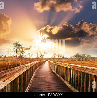 Boardwalk in swamp Stock Photo - Alamy