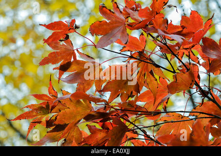 bright red autumn leaves of the sycamore tree Stock Photo: 130899299 ...