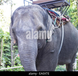 Elephant calf baby animal log forest trunk tusk gray wildlife nature ...