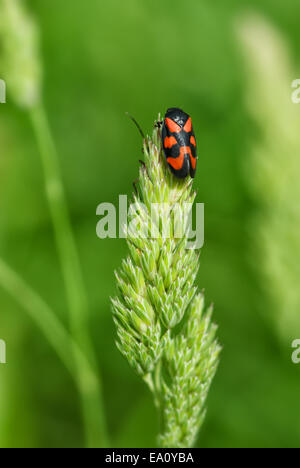 Red and black blister beetle, Mylabris oculata, also known as the ...