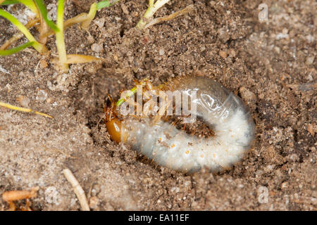 Scarabs, scarab beetle, larva, larvae, grub, Engerling, Käferlarve ...