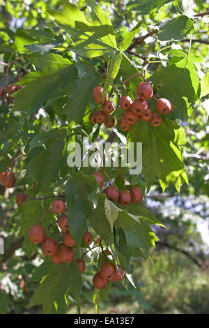 Wild Service Tree, fruit, Elsbeere, Früchte, Sorbus torminalis Stock ...
