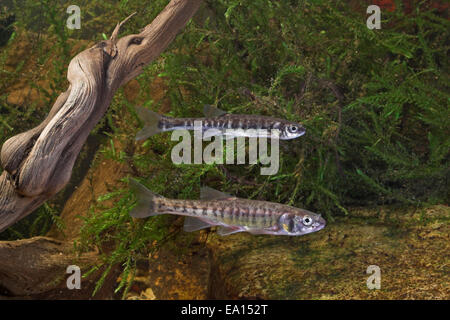 Minnow, Elritze, Pfrille, Phoxinus phoxinus Stock Photo - Alamy
