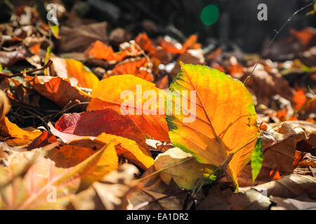 Closeup of the fallen green leaves on the lake in the park Stock Photo ...