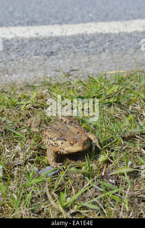 common toad about to cross the road Stock Photo - Alamy